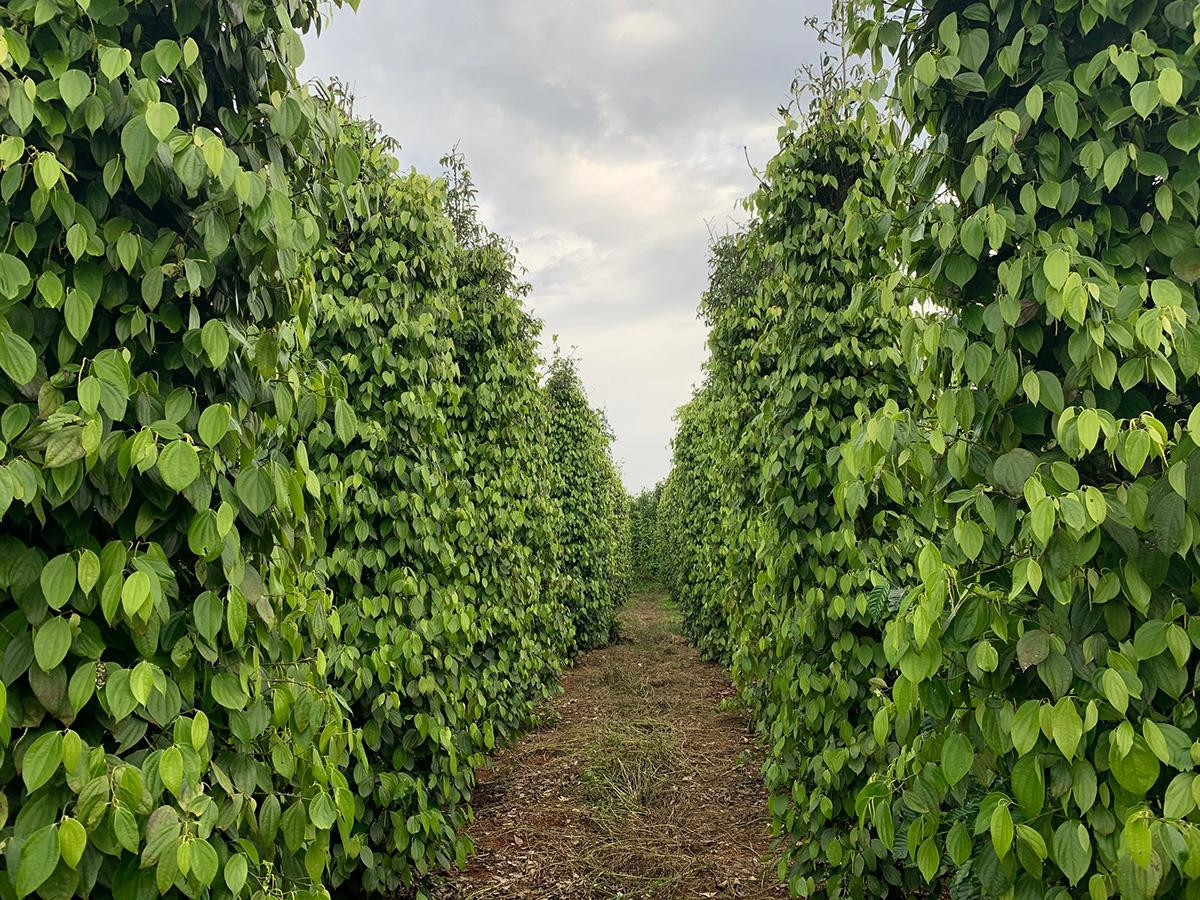 [21] Sản Phẩm Hạt Tiêu Đắk Nông Đã Được Cấp Chỉ Dẫn Địa Lý số 6-00111